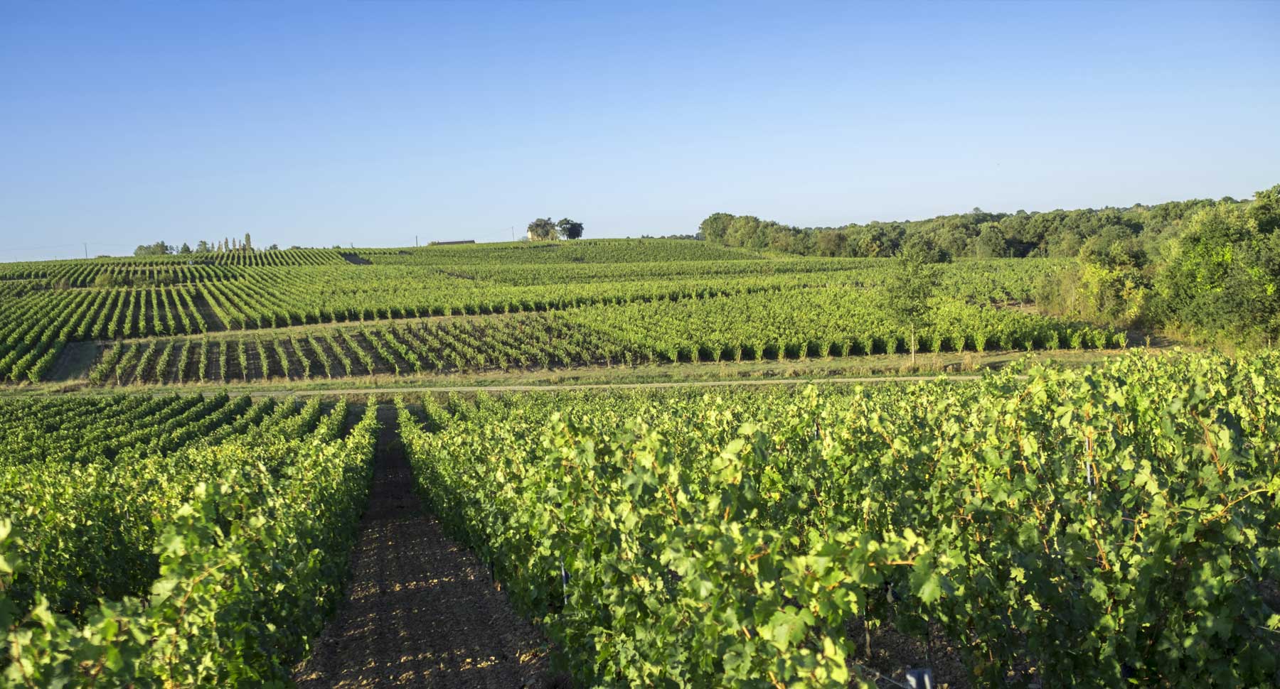 Sur la route des vignobles de la Loire - La Route des Vins de Loire